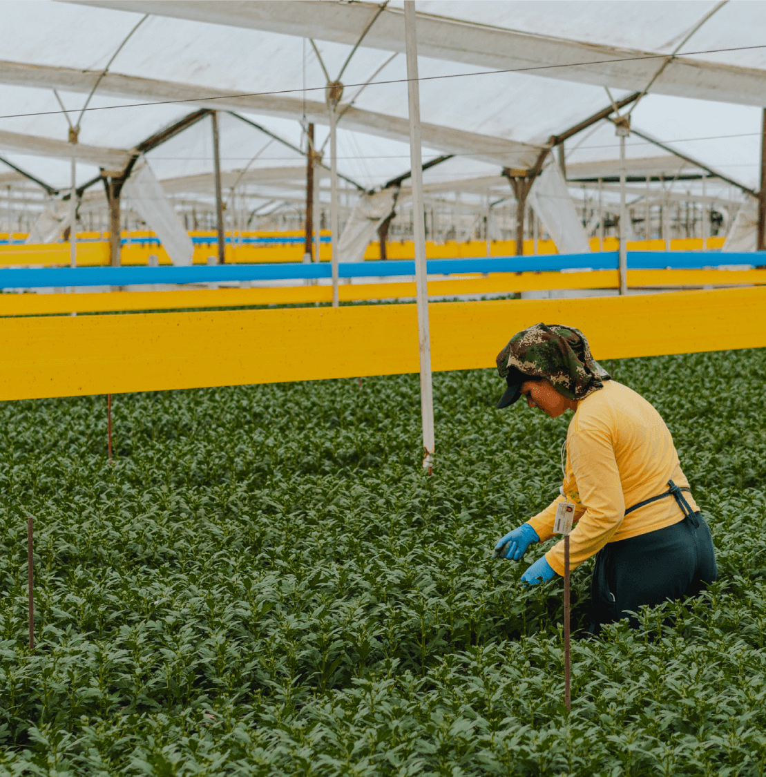 Capiro | We grow satisfaction